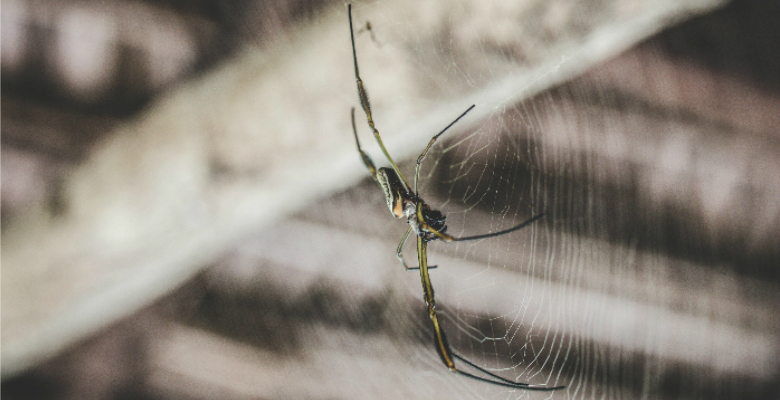 Artificial spider silk that can heal wounds and deliver drugs | Editage ...