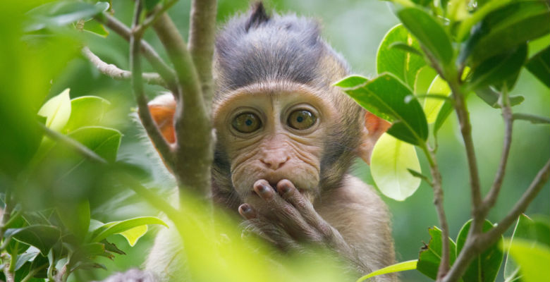 Drug saves monkeys infected with a deadly virus related to Ebola ...