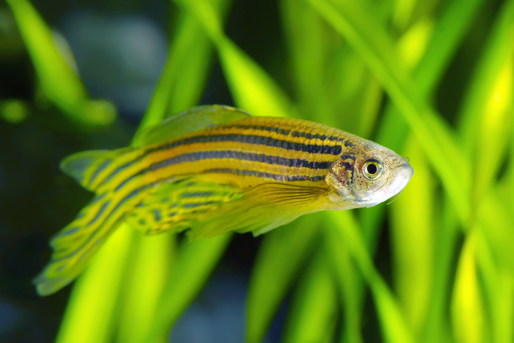 Researchers develop a mathematical model to understand how zebrafish ...