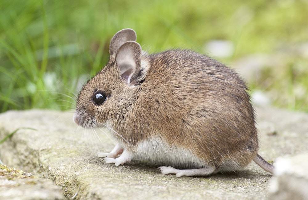 Two sets of neurons discovered that control thirst in mice | 意得辑专家视点 ...